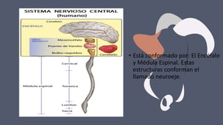Sistema nervioso central | PPTX