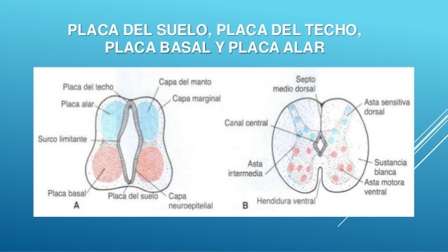 Sistema nervioso central