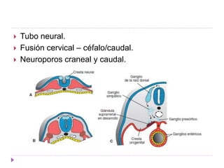 Sistema nervioso central | PPTX