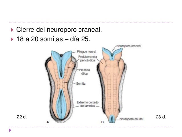 Sistema nervioso central