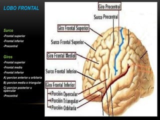 Sistema nervioso central. | PDF