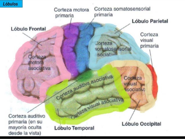 Sistema nervioso central.