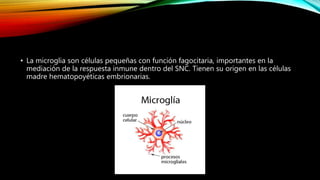 Sistema nervioso central.ppt