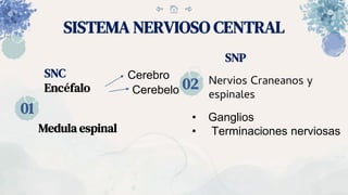Sistema nervioso central.pptx