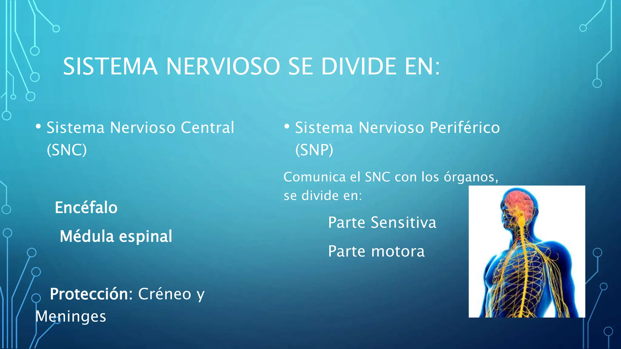 Sistema nervioso central.pptx
