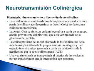 Sistema Nervioso Colinergico... farmacologia del sistema nervioso ...