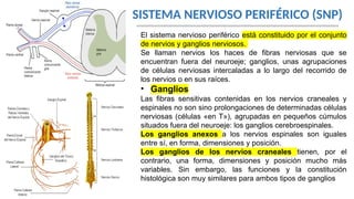 SISTEMA NERVIOSO CORRECTO clase de anatomofisiologia | PPTX