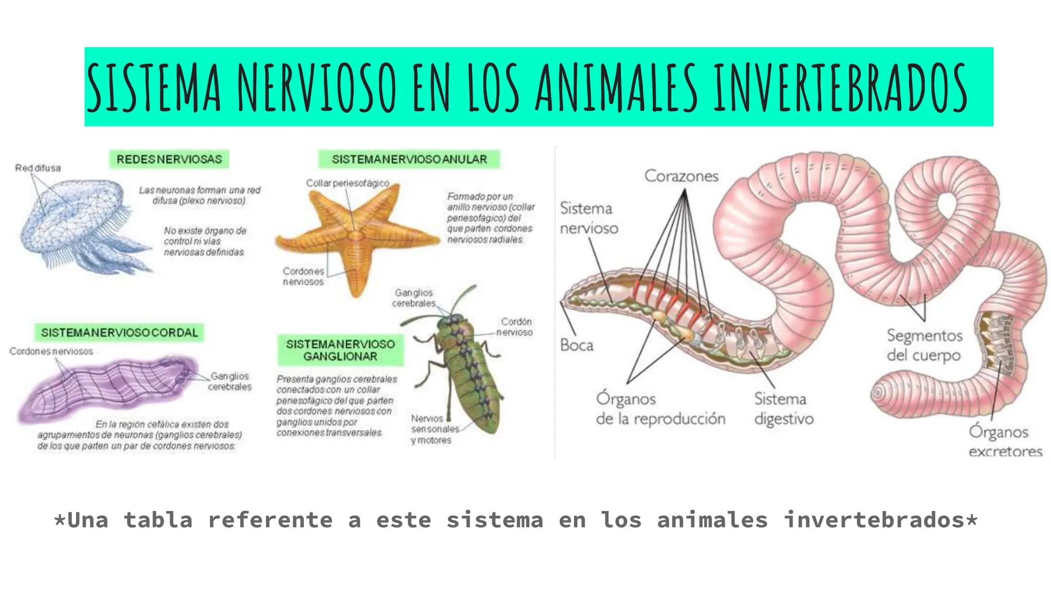 SISTEMA NERVIOSO DE LOS ANIMALES VERTEBRADOS E INVERTEBRADOS (1).pptx