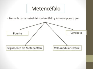 Sistema nervioso: ENCÉFALO | PPTX
