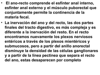 Sistema Nervioso En El Sistema Digestivo | PPT