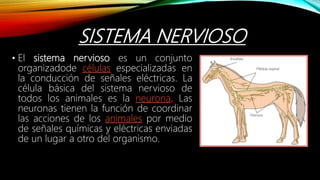 Sistema nervioso en los animales | PPTX