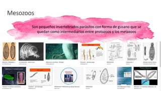 Sistema nervioso | PPTX