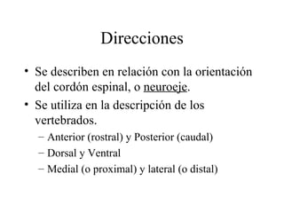 Sistema nervioso _estructura_y_division | PPT
