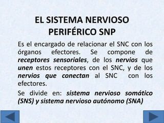 Sistema nervioso humano | PPSX