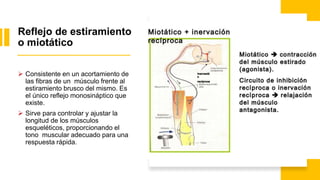 Sistema nervioso motor | PPTX