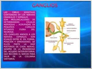 Sistema nervioso naxiel garrido | PPT