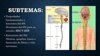 Sistema nervioso neuroanatomía | PPTX