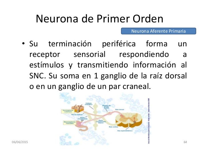 Sistema Nervioso