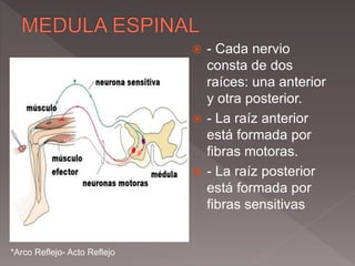 Sistema nervioso parte ii | PPTX