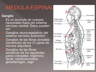 Sistema nervioso parte ii | PPT