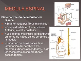 Sistema nervioso parte ii | PPT