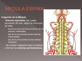 Sistema nervioso parte ii | PPT