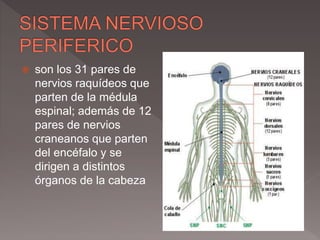 Sistema nervioso parte ii | PPT