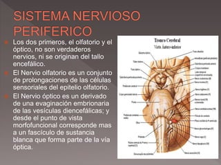 Sistema nervioso parte ii | PPT