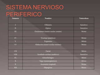 Sistema nervioso parte ii | PPT