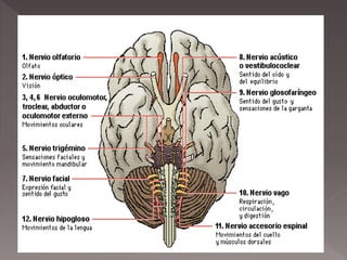 Sistema nervioso parte ii | PPT