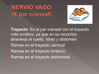 Sistema nervioso parte ii | PPT