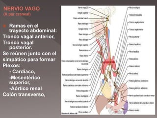 Sistema nervioso parte ii | PPT