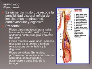 Sistema nervioso parte ii | PPT