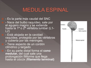 Sistema nervioso parte ii | PPT