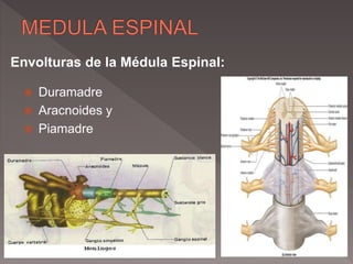 Sistema nervioso parte ii | PPT