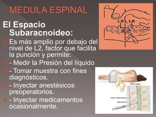 Sistema nervioso parte ii | PPT