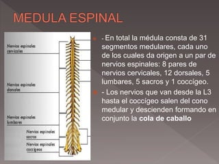 Sistema nervioso parte ii | PPT