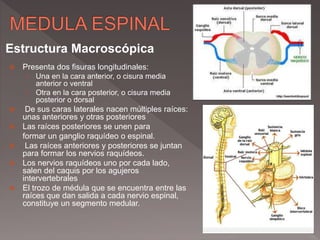 Sistema nervioso parte ii | PPT