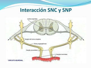 Sistema nervioso periferico | PPTX