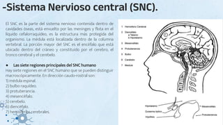 Sistema Nerviosoooooooooooooooo (SN).pptx