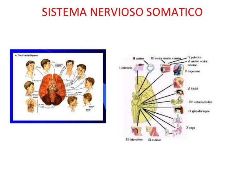 Sistema nervioso somatico