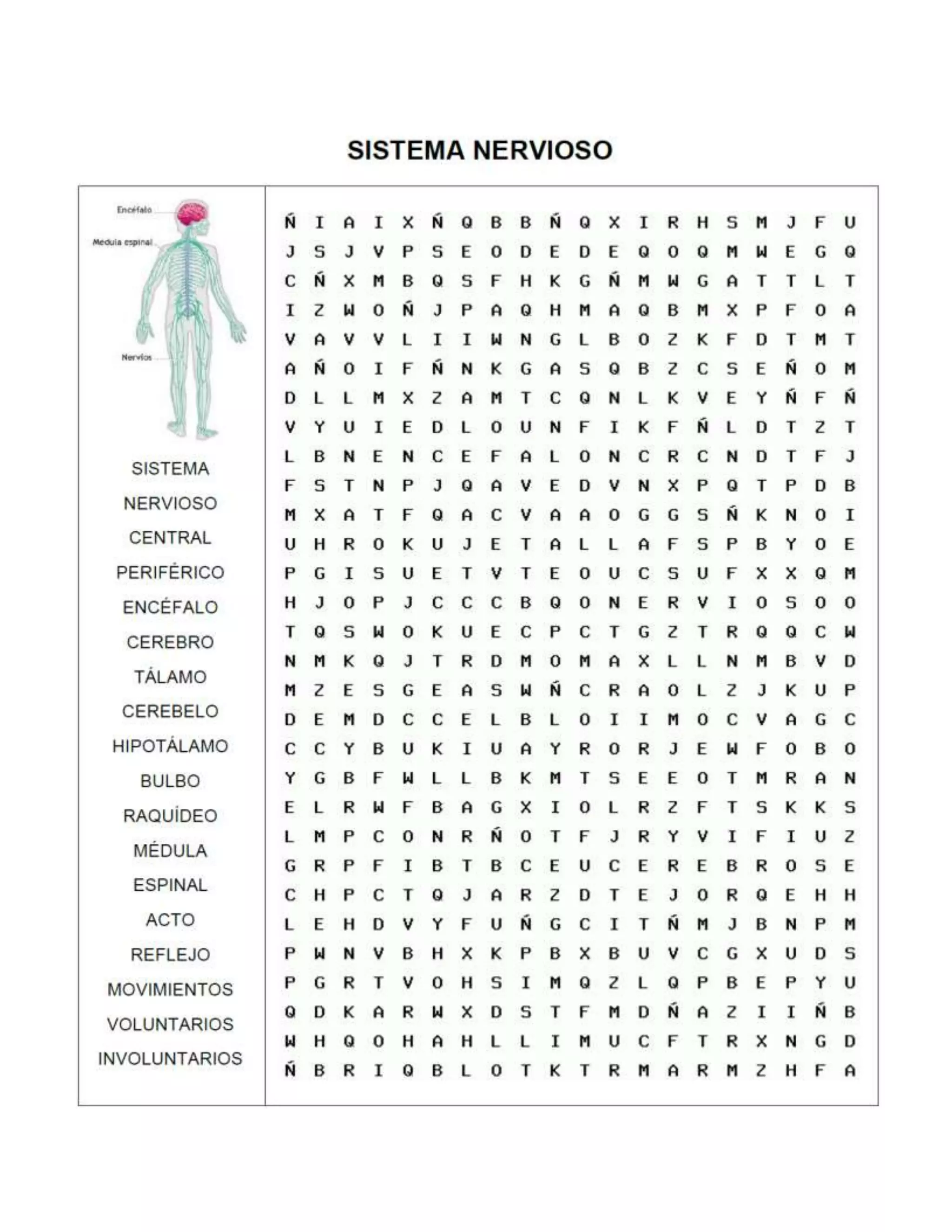 Sistema nervioso (sopa de letras) | DOCX