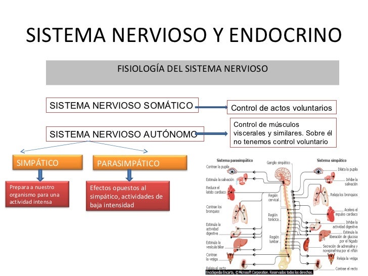 9 Ideas De Sistema Nervioso Y Endocrino Sistema Nervioso Nervioso Images