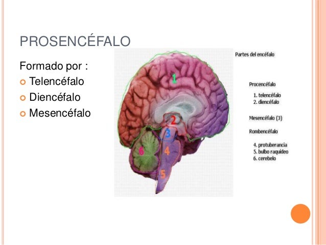 Sistema nervioso y más