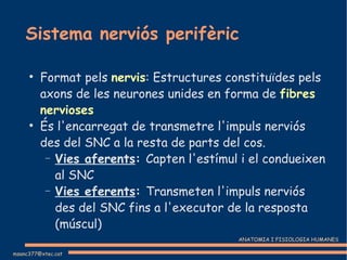 Sistema Nerviós | PPT