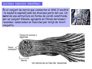 Sistema nerviós | PPT