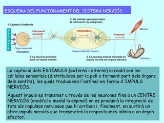 Sistema nerviós | PPT