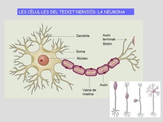 Sistema nerviós | PPT