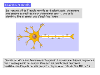 Sistema nerviós | PPT