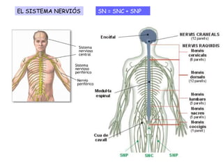 Sistema nerviós | PPT
